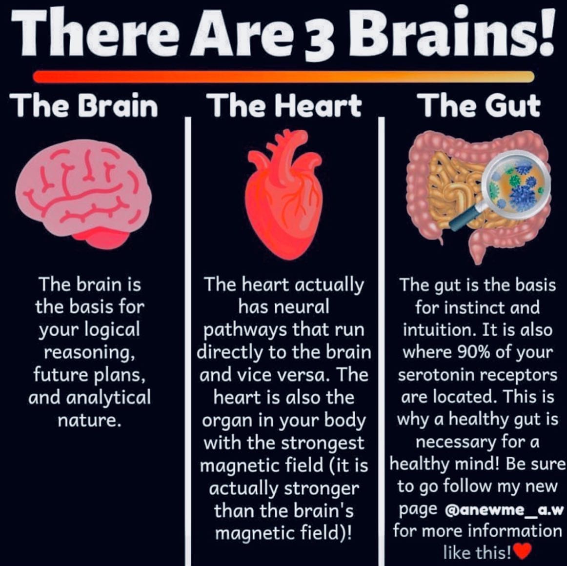 Your 3 #brains and what they do for you everyday #wellness #guthealth # ...